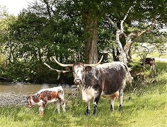 Wilding: The return of nature to a British farm: Amazon.co.uk: Tree, Isabella: 9781509805099: Books