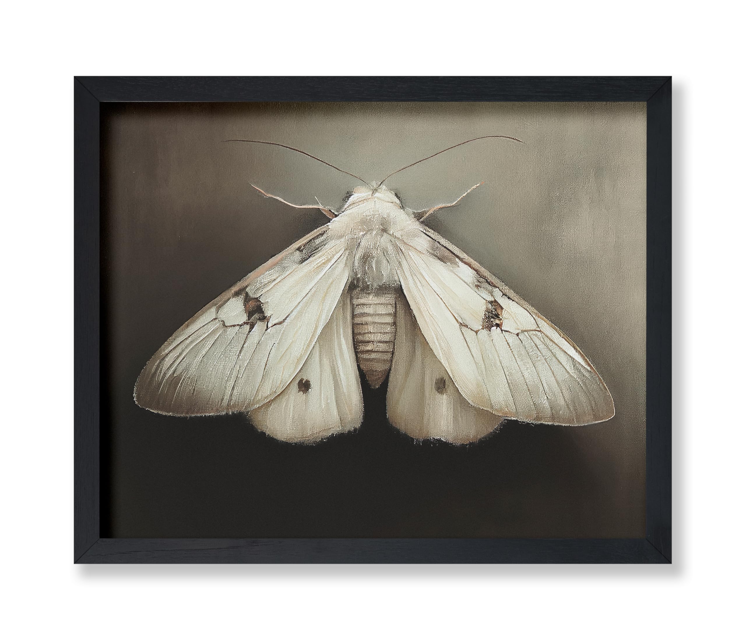 Amazon.com: Poster Master Vintage Moth Poster - Retro Butterfly Print ...