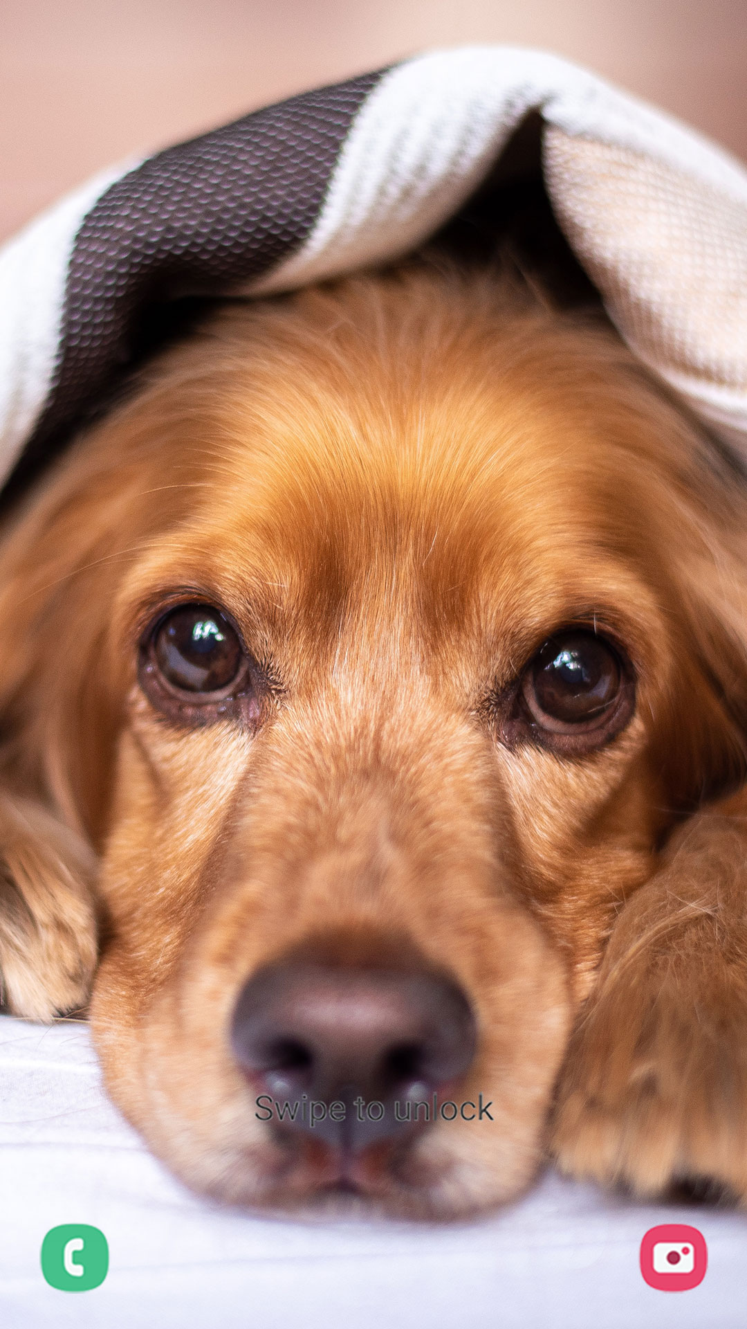 Dog Wallpapers - App on the Amazon Appstore