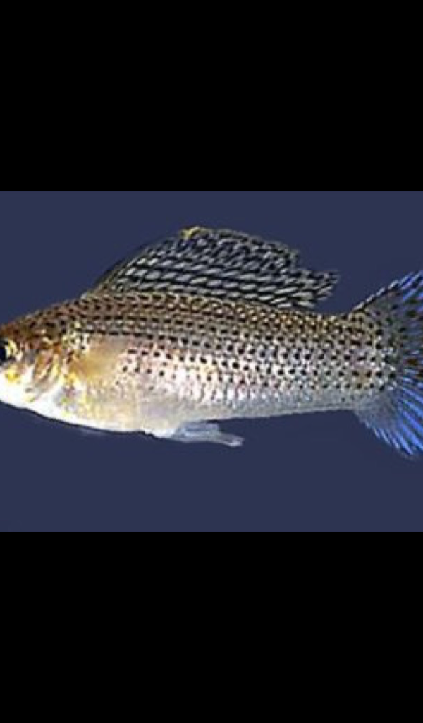 cute molly fish Wallpaper -- HD Wallpapers of cute molly fish! - App on ...
