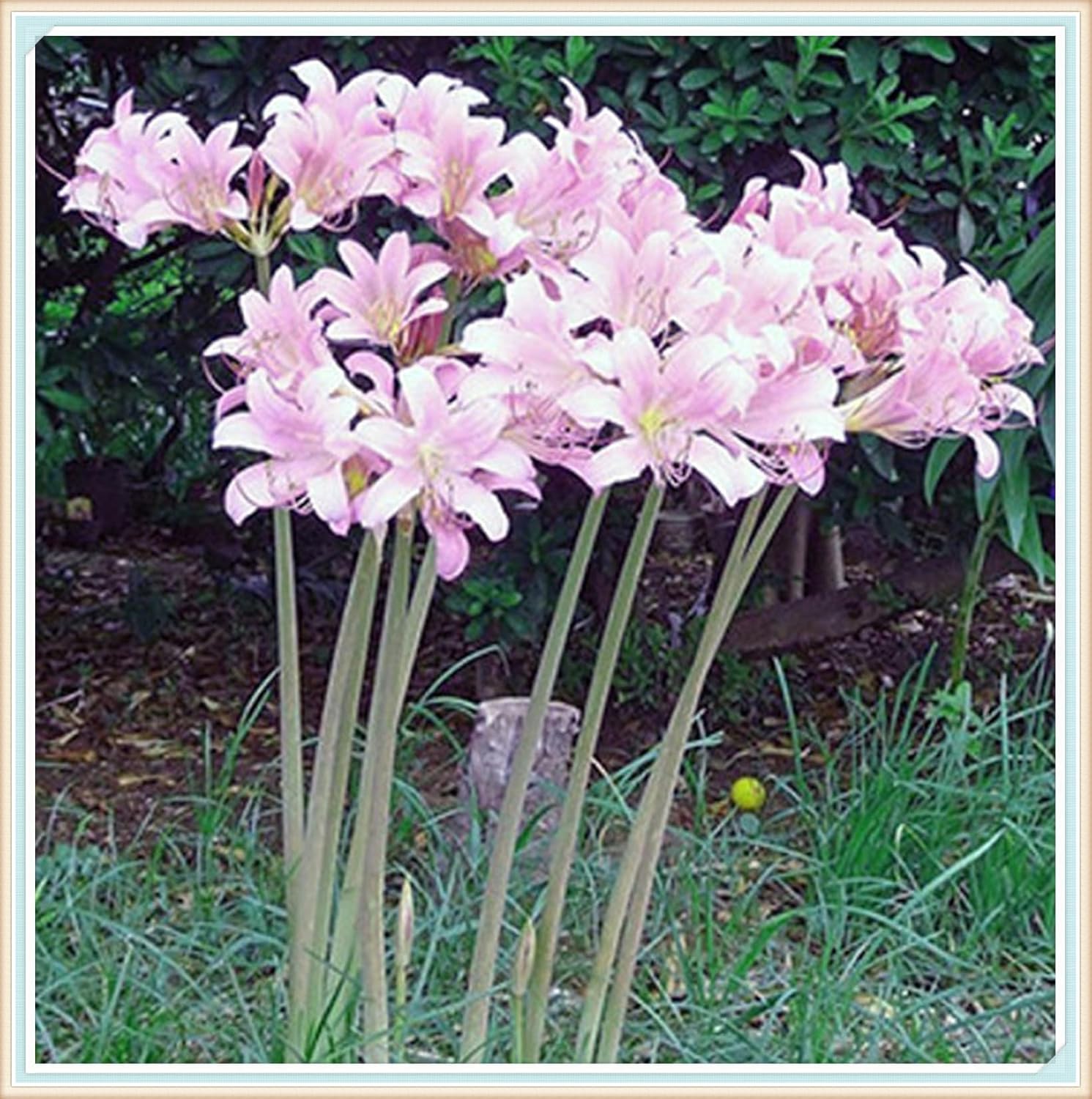 Amazon.com : LYCORIS for Planting Fall or Spring Tubers Simple to Grow ...