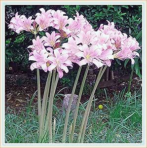Amazon.com : LYCORIS for Planting Fall or Spring Tubers Simple to Grow ...