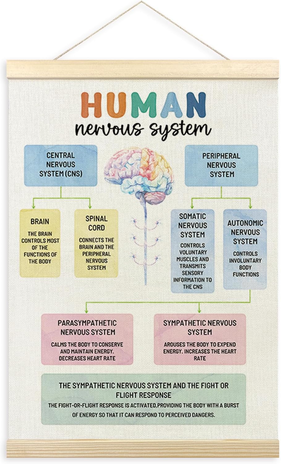 Amazon.com: TLESKE Human Nervous System Psychology Psychologist Gifts ...