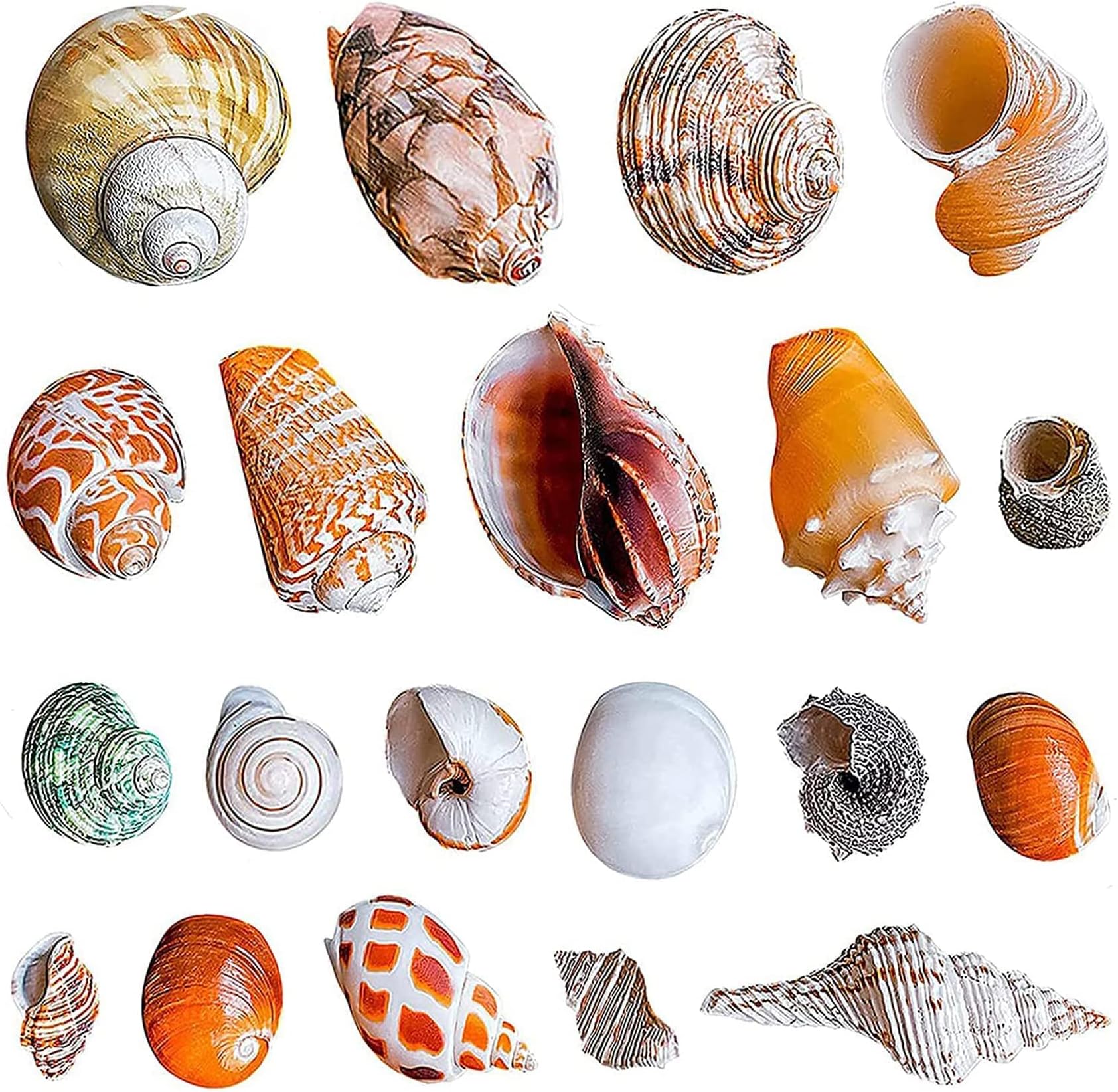 Amazon.com: 21PCS Hermit Crab Shells Large Medium Small | Sea Conch ...