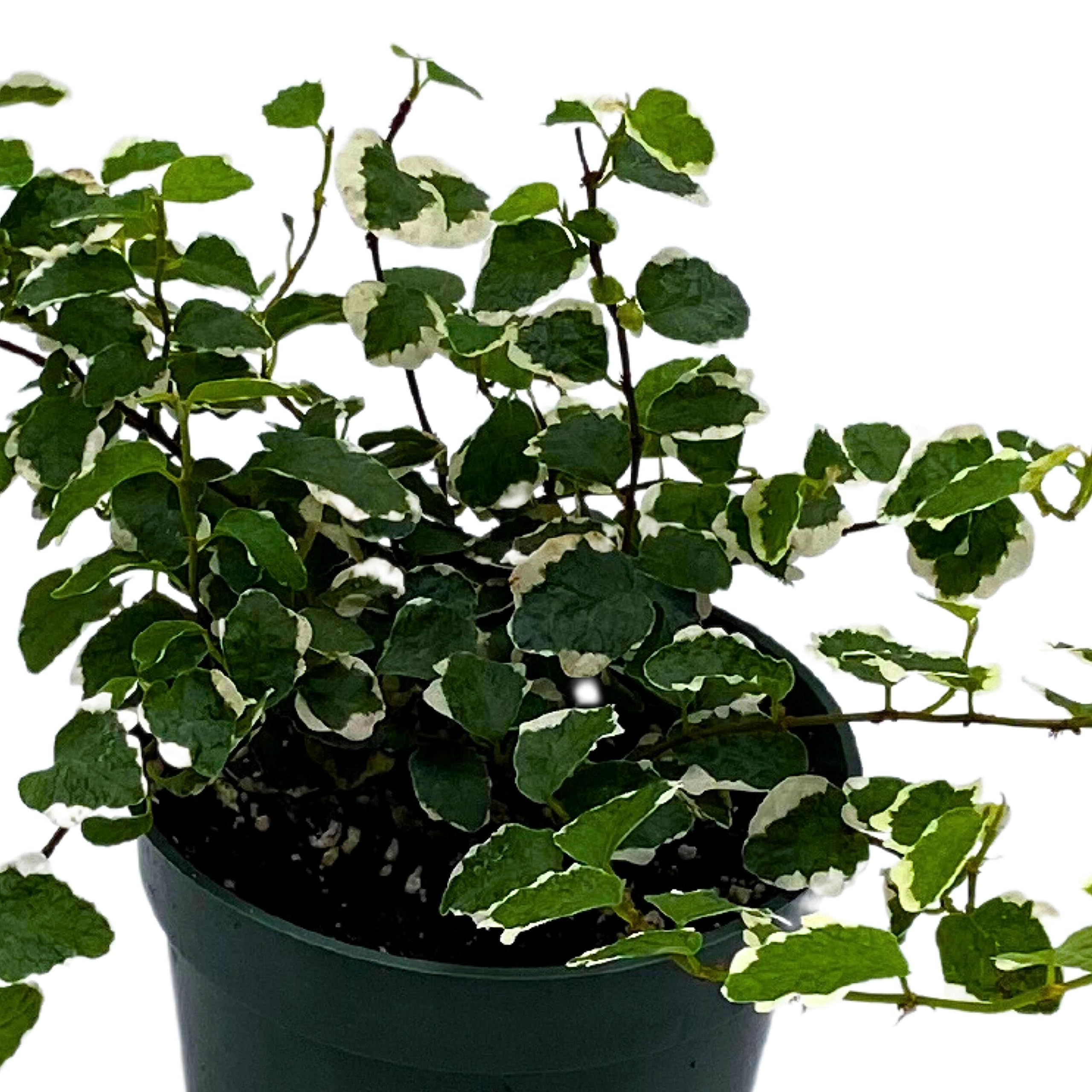 Ficus Pumila Variegata