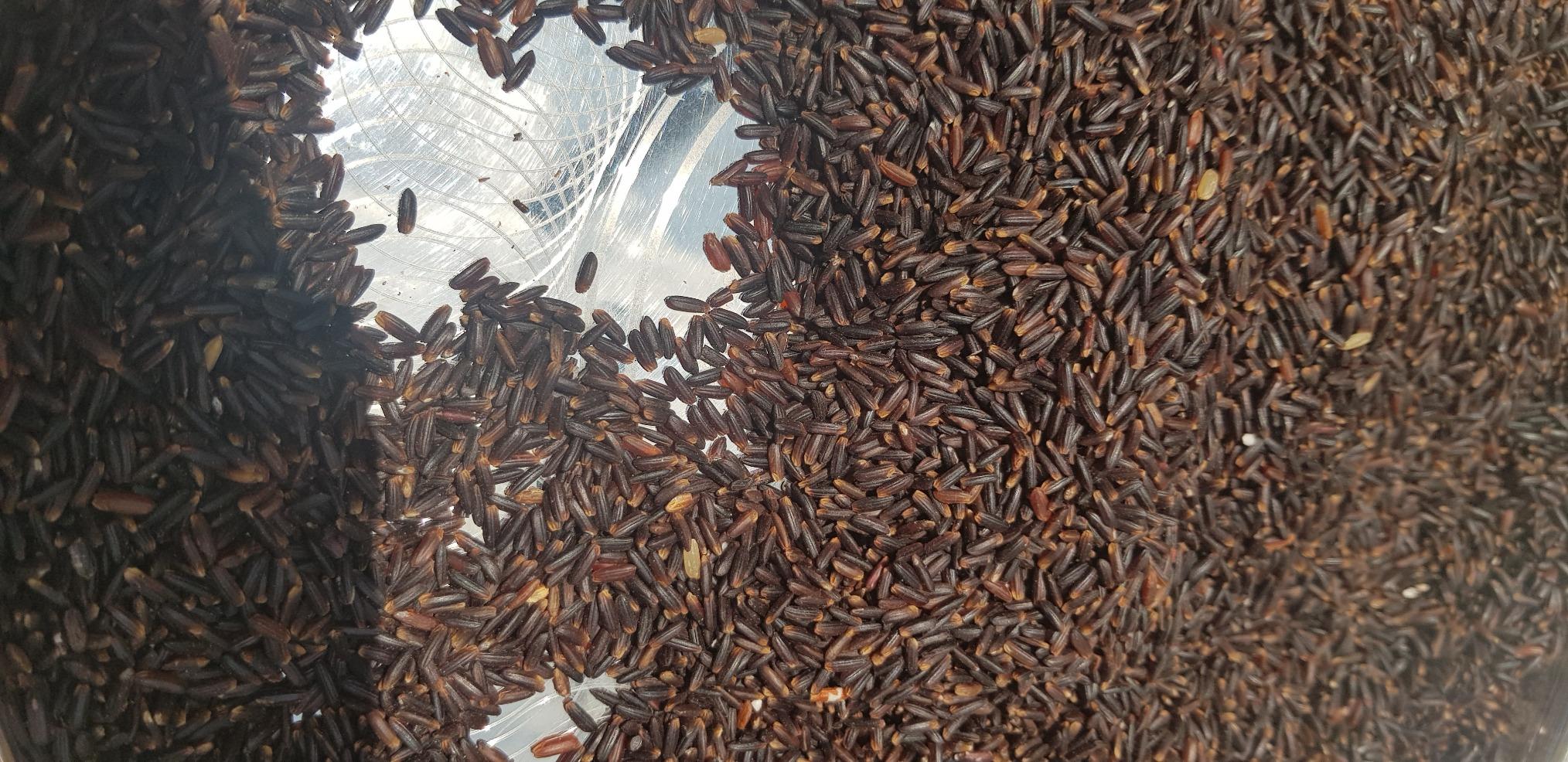 Green Habit Wild Black Rice a.k.a Forbidden Rice (500 gram pack ...