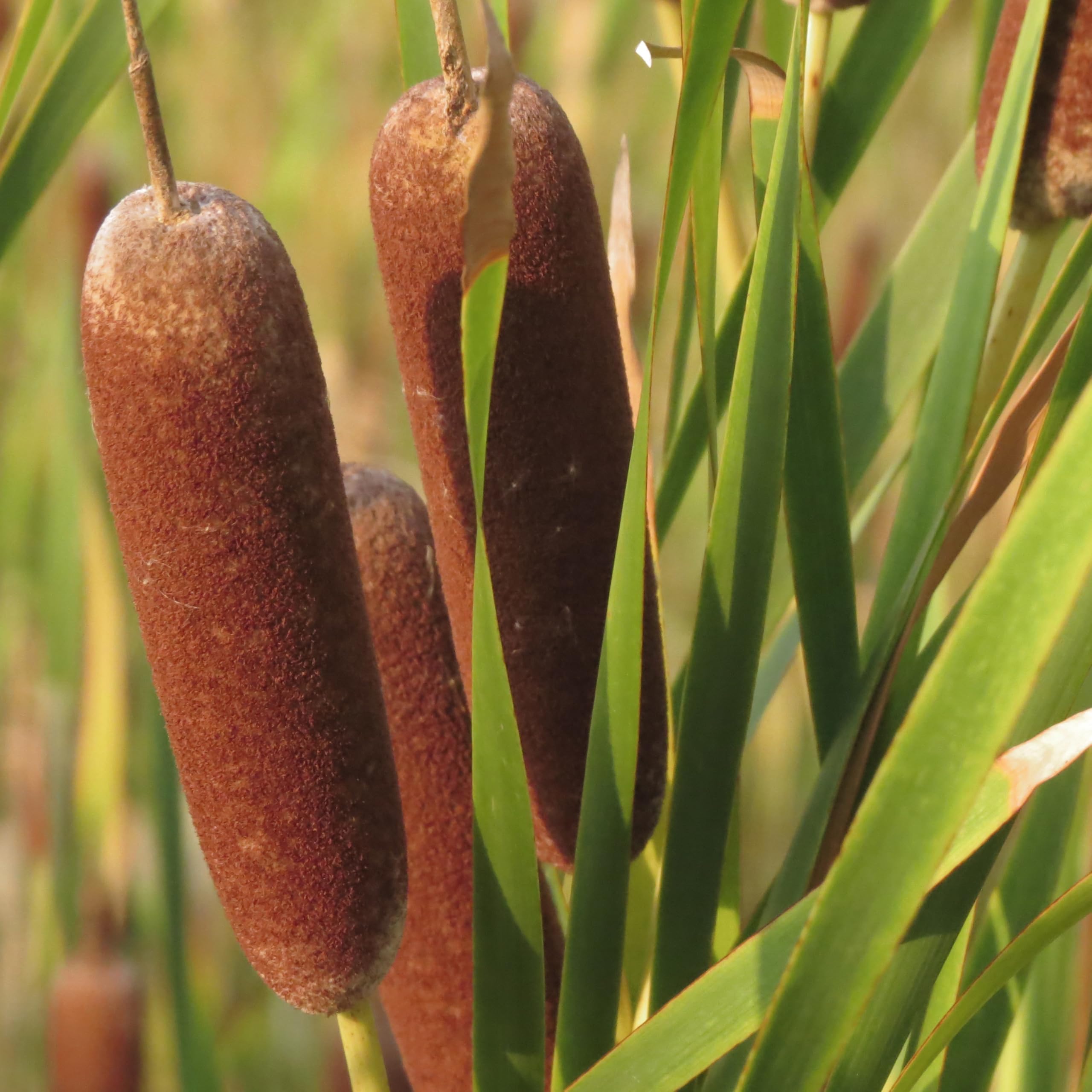 Kviter 200 Cat Tails Typha Latifolia Cattail Seeds Bog Plant ...