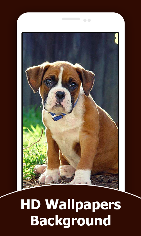 Desktop Wallpaper Boxer Dogs Boxer Dog HD Wallpapers And Background