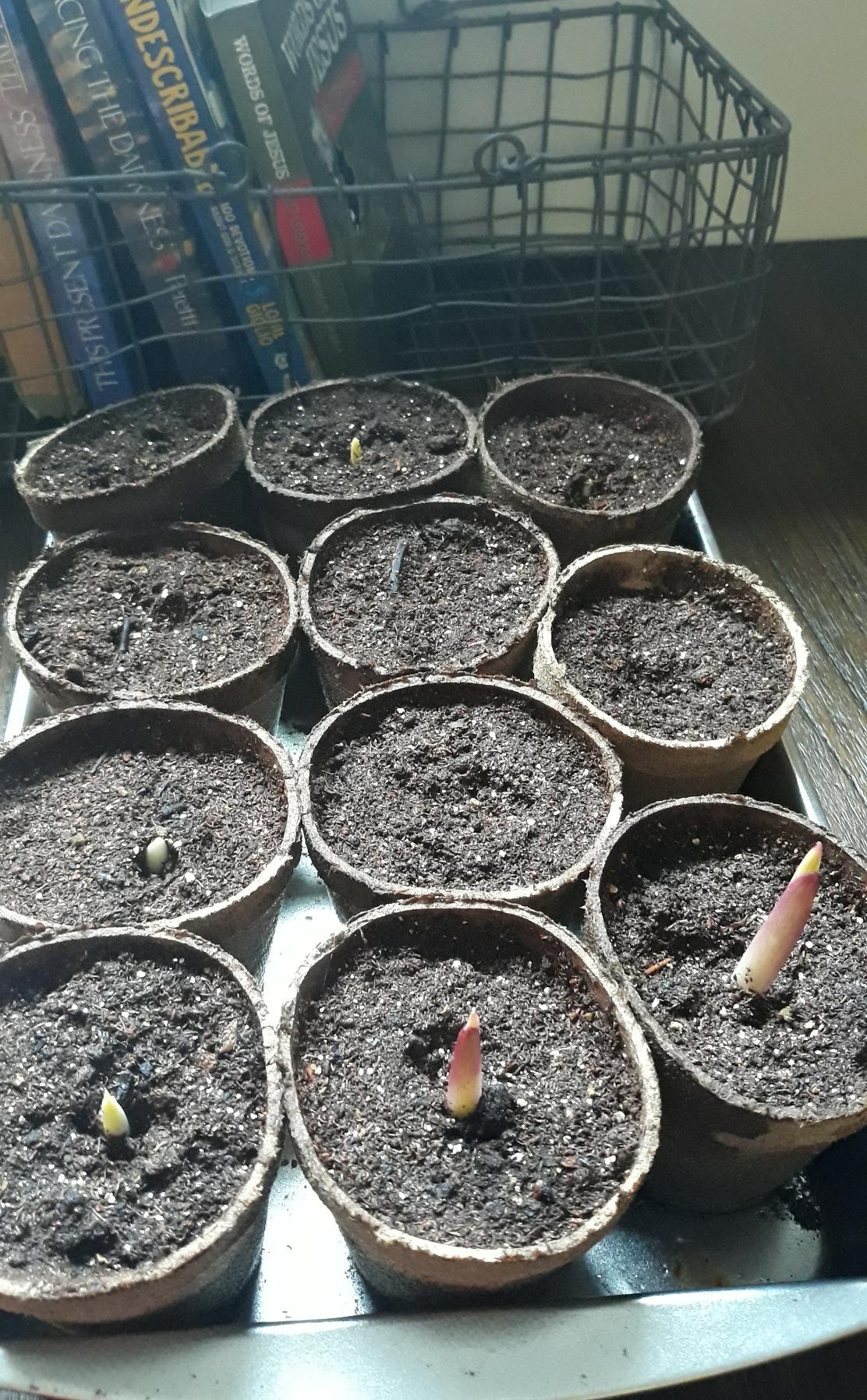 Gladioli large flowering mix - 10 flower bulbs Nepal | Ubuy