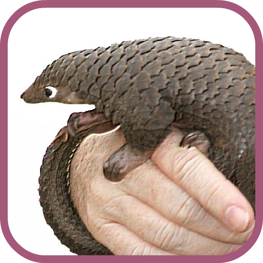 Save Pangolin: Play with the pangolins - App on Amazon Appstore