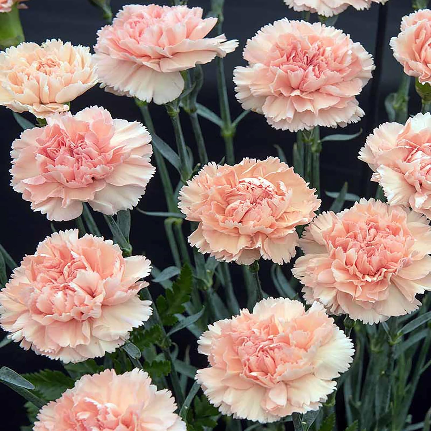 Amazon.com : QAUZUY GARDEN 50pcs La France Pink Carnation Seeds ...