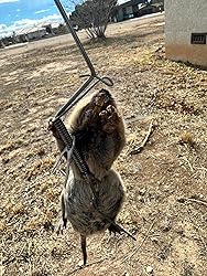 Amazon.com : Six Pack of DK-1 Gopher Traps. Pocket Gopher Traps : Patio ...