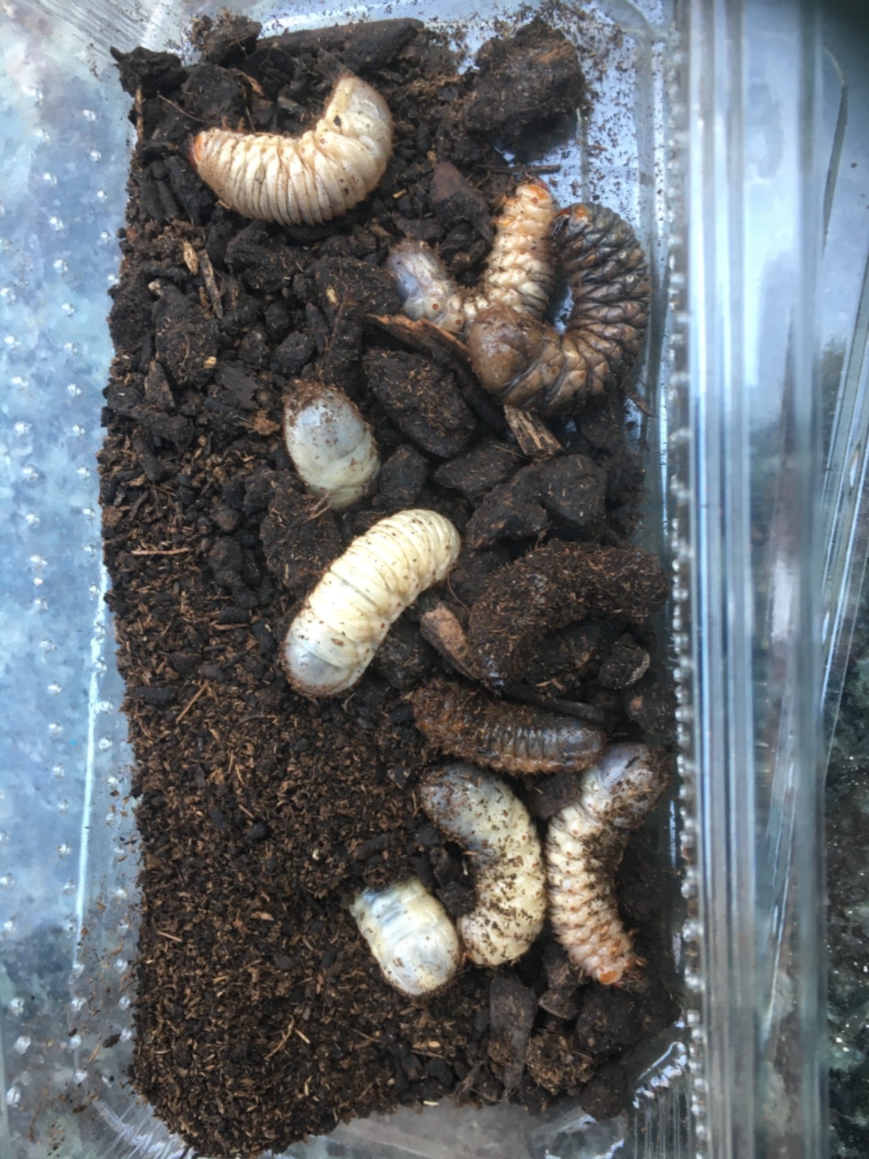 Fruit Beetle Pachnoda Grubs - 25-35Mm - Approx 10 : Amazon.co.uk: Pet ...