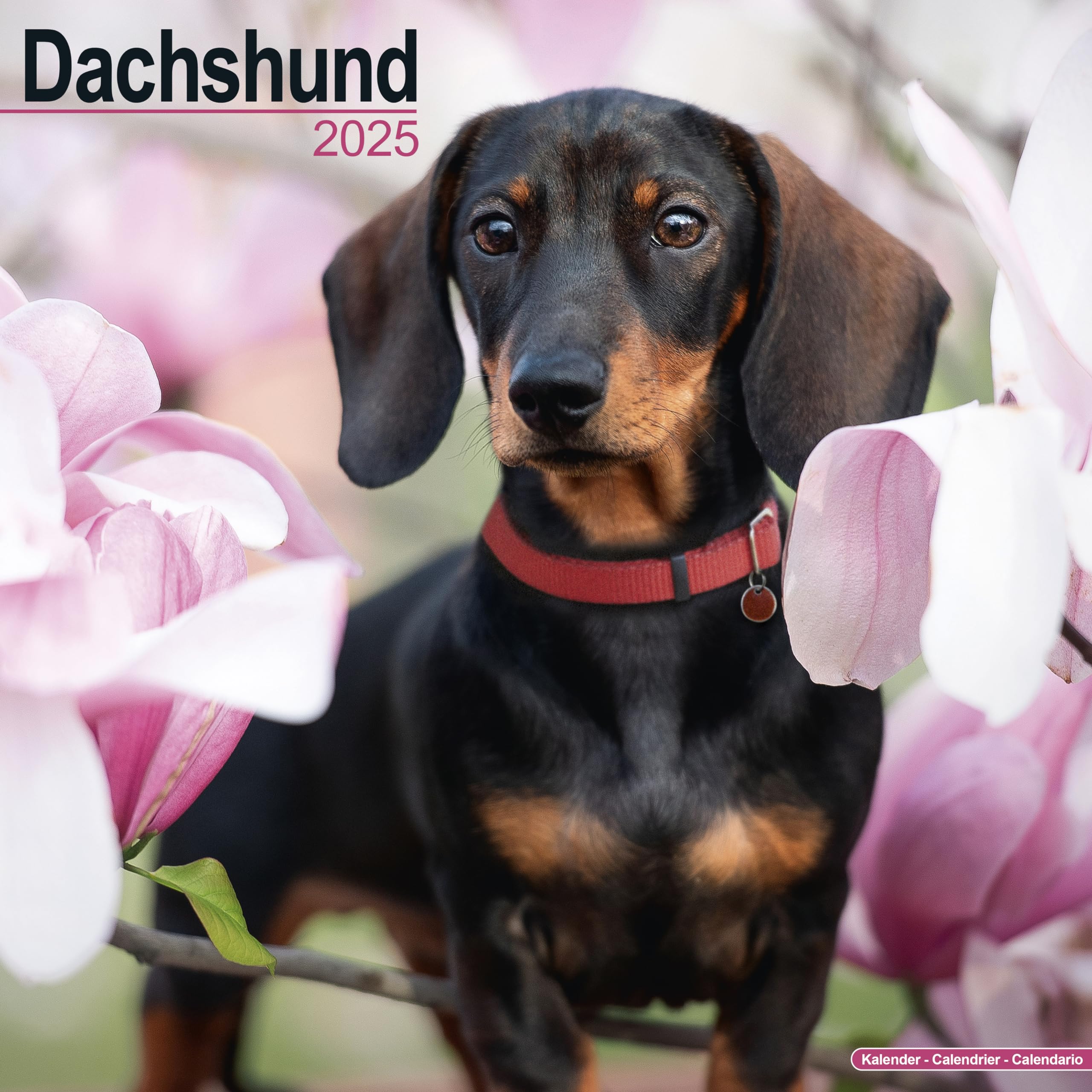Dachshund Calendar 2025 | Square Dog Breed Wall Calendar - 16 Month ...