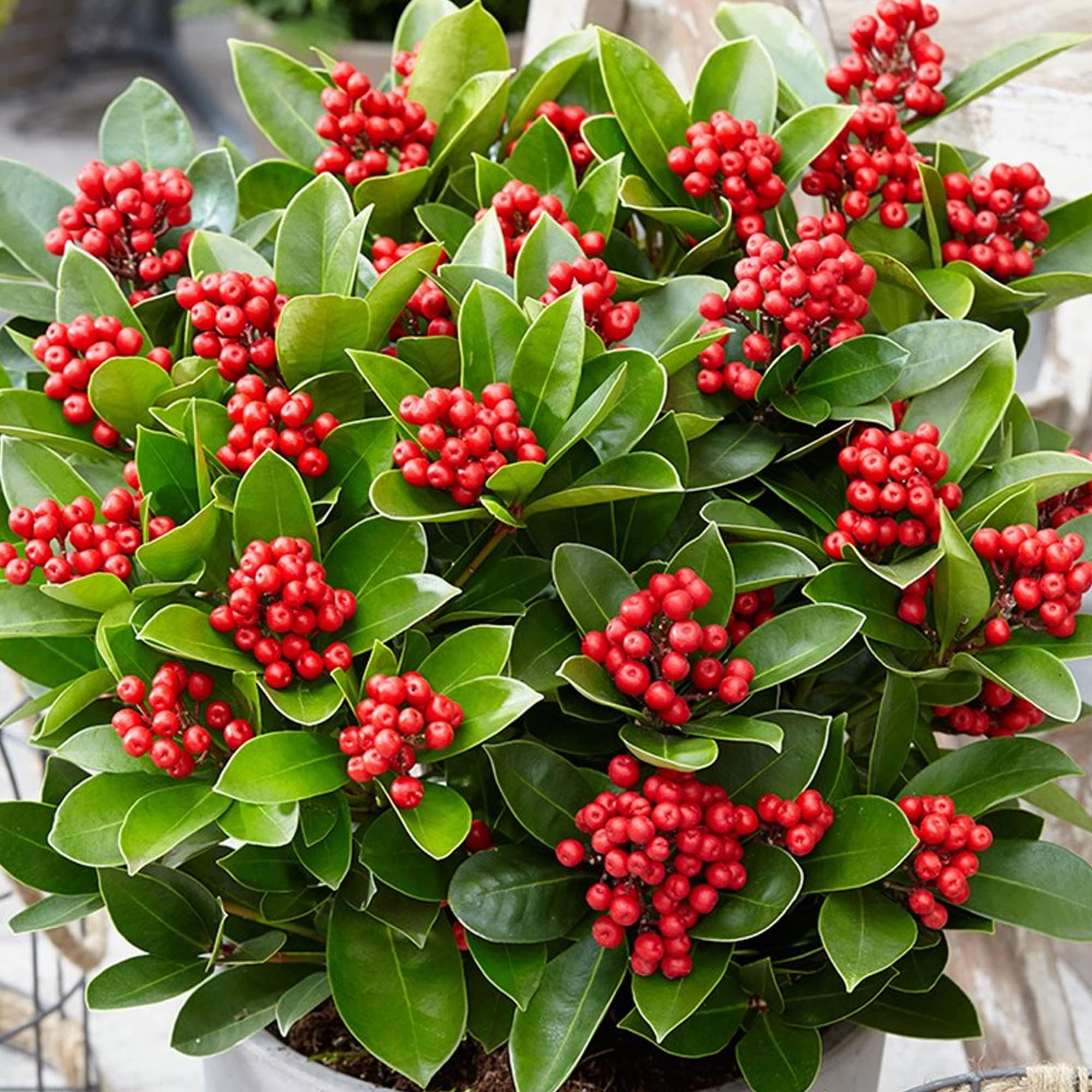 Skimmia Japonica Rubella - Skimmia, Plant in 9 cm Pot : Amazon.co.uk ...