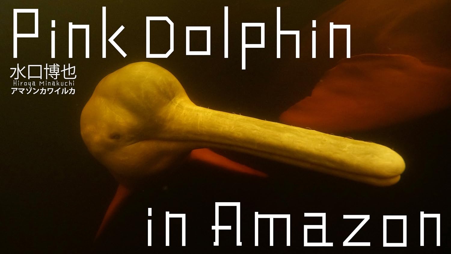Amazon-Kawa-Iruka: Pink Dolphin in Amazon (Sphere Digital Books ...