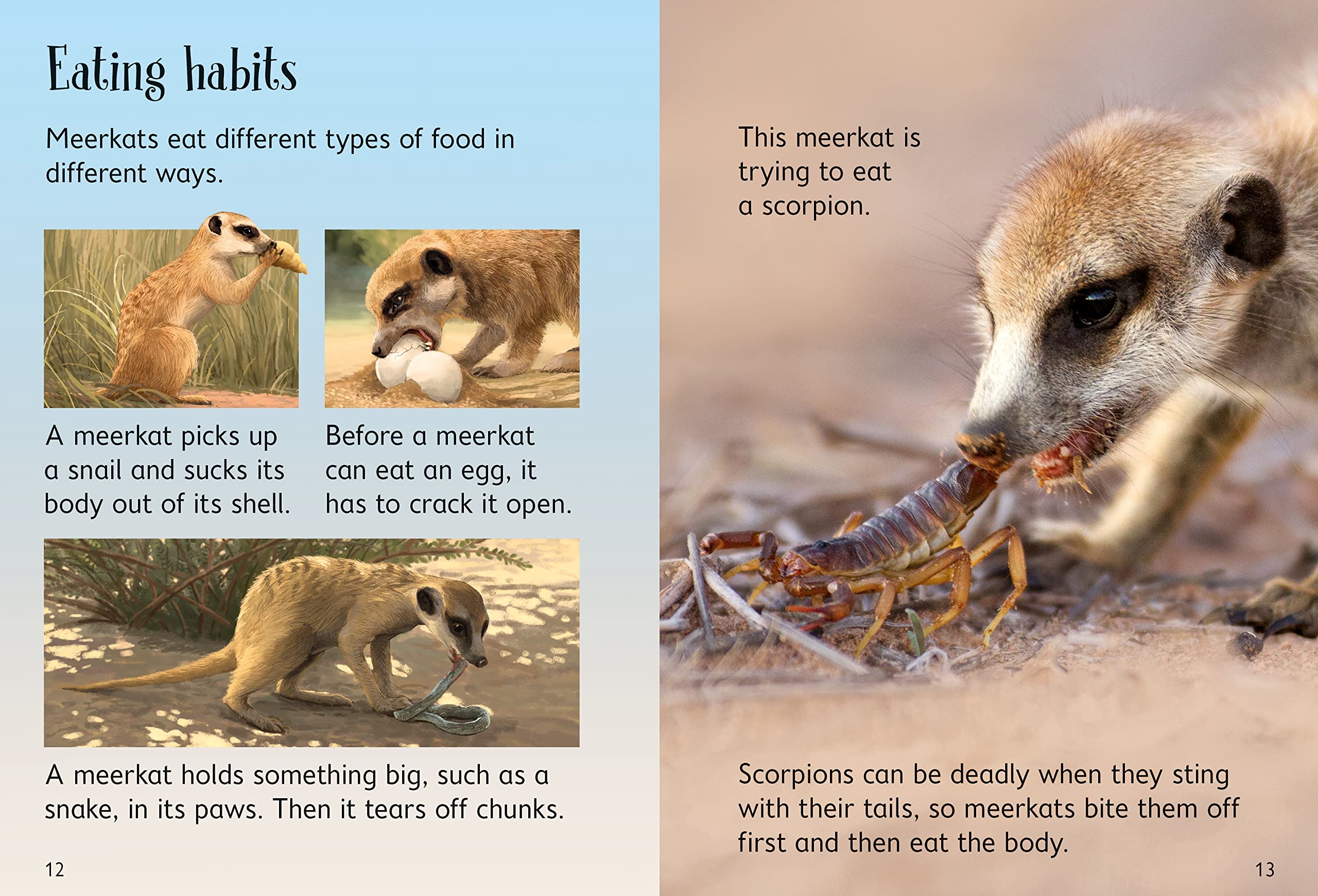 Meerkats Eating Scorpions