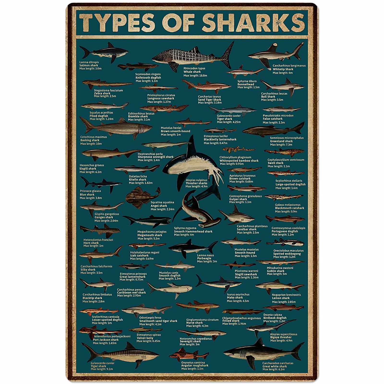 Amazon.com : Shark Breed Retro Metal Tin Signs Types Of Sharks Posters ...