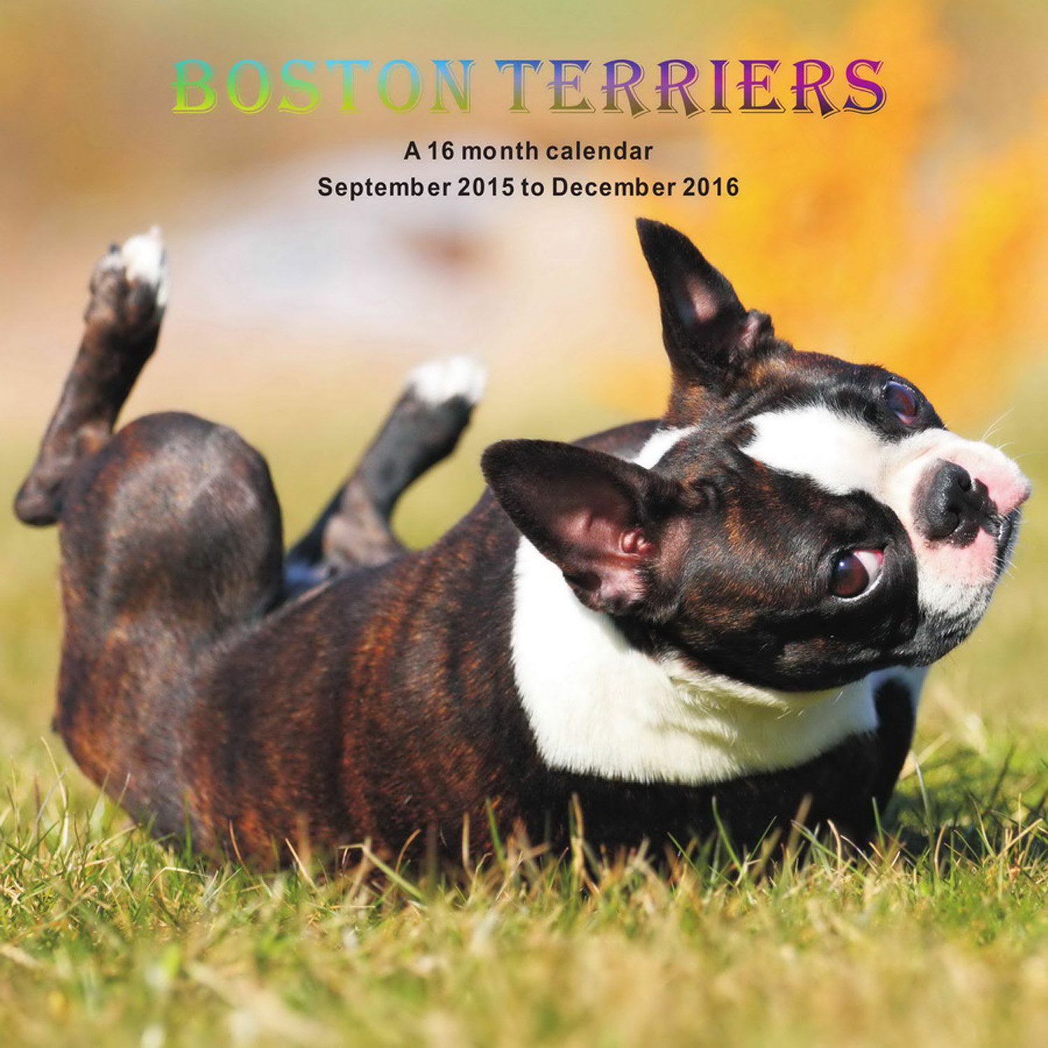 Boston Terriers Calendar - 2016 Wall calendars - Dog Calendars ...