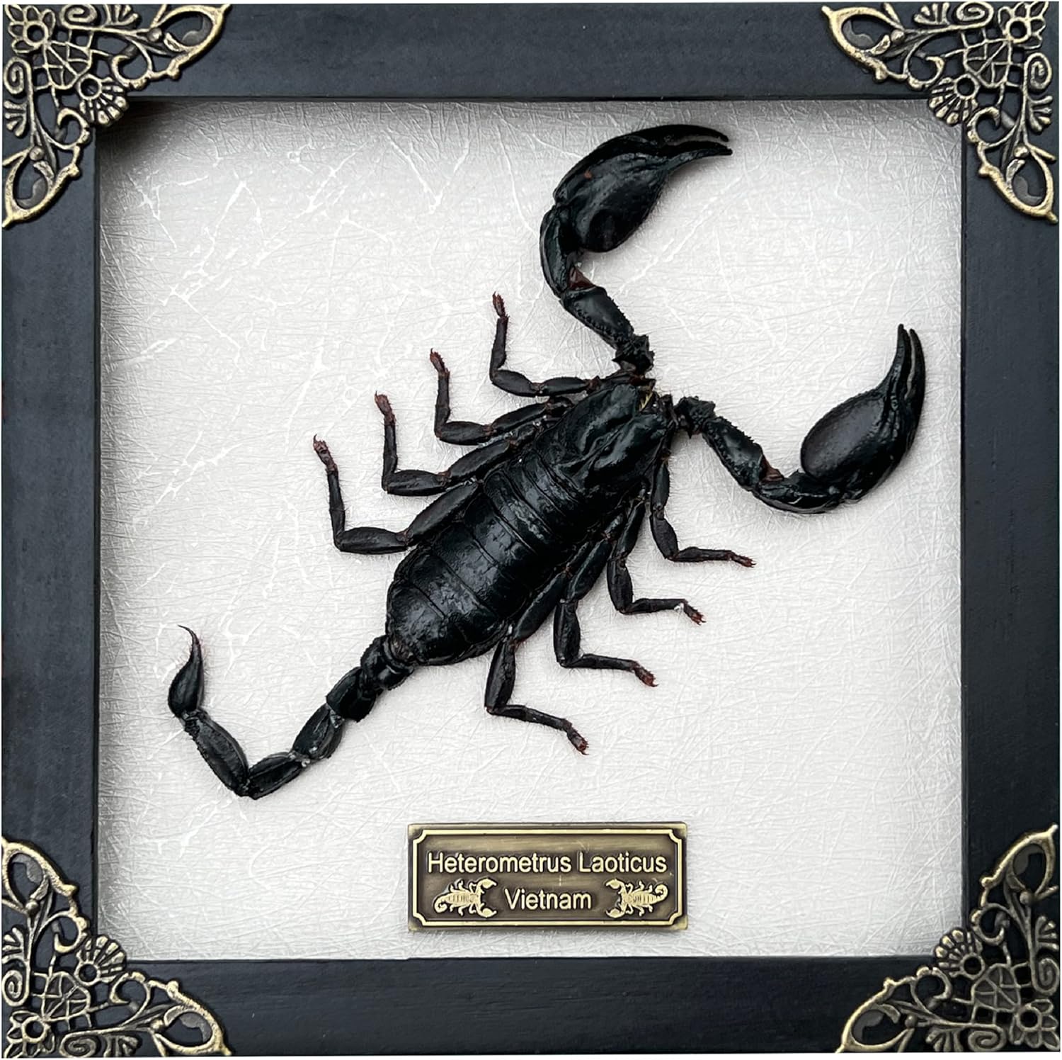Amazon.com - Real Framed Scorpion Handmade White Wooden Frame Shadow ...