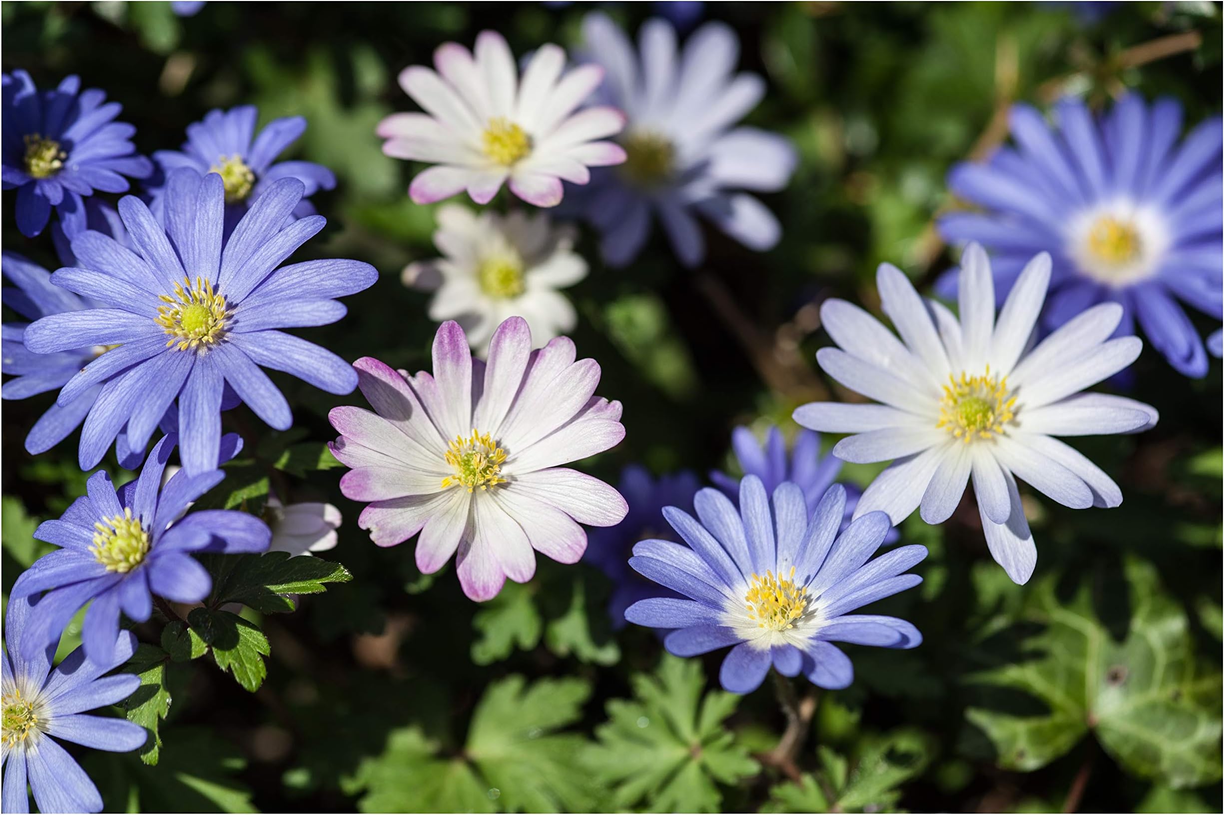 YouGarden First Spring Tulip and Crocus Mix, Set of 30 Bulbs, Autumn ...