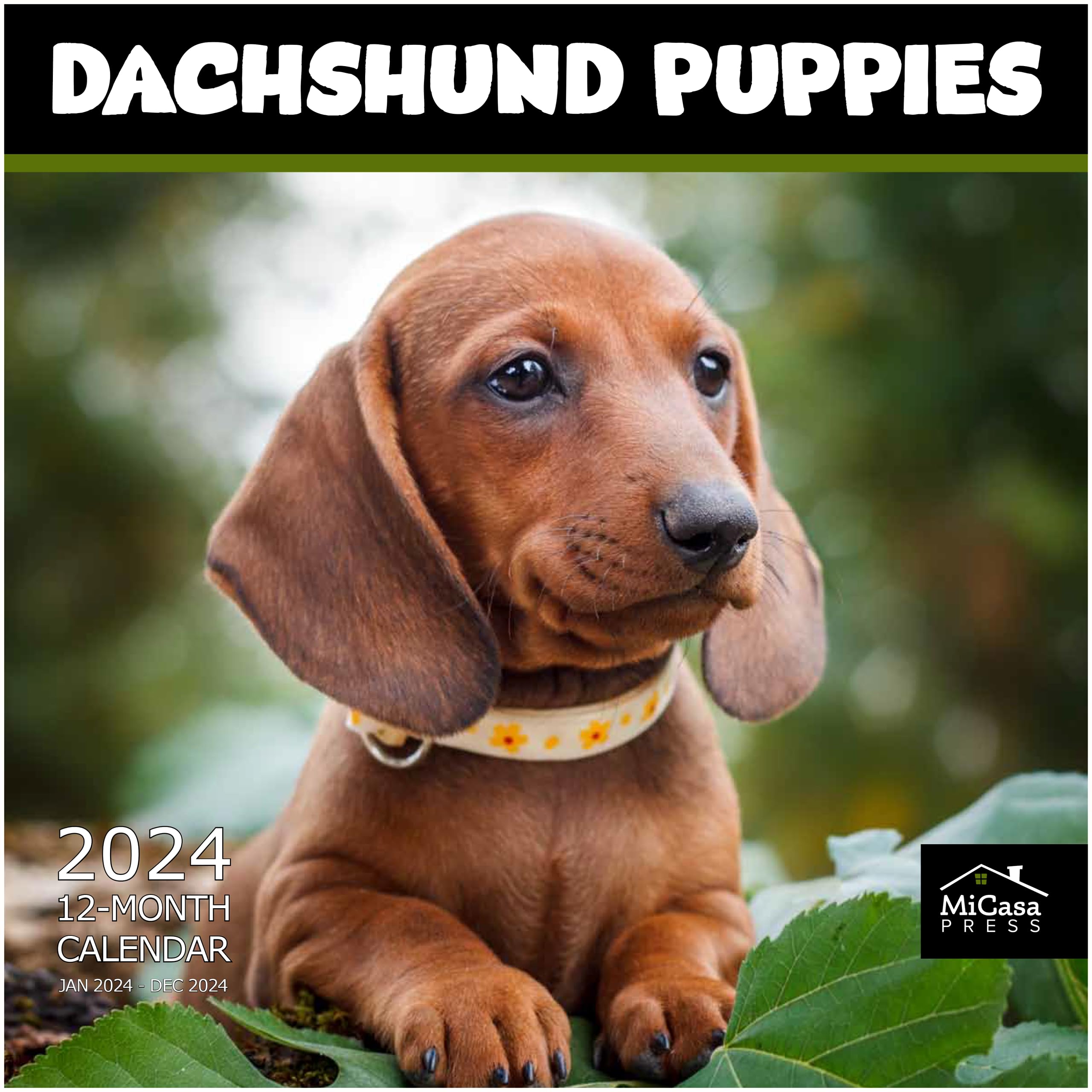 Snapklik.com : MICASA Dachshund Puppies 2024 Wall Calendar 12 Month 12 ...