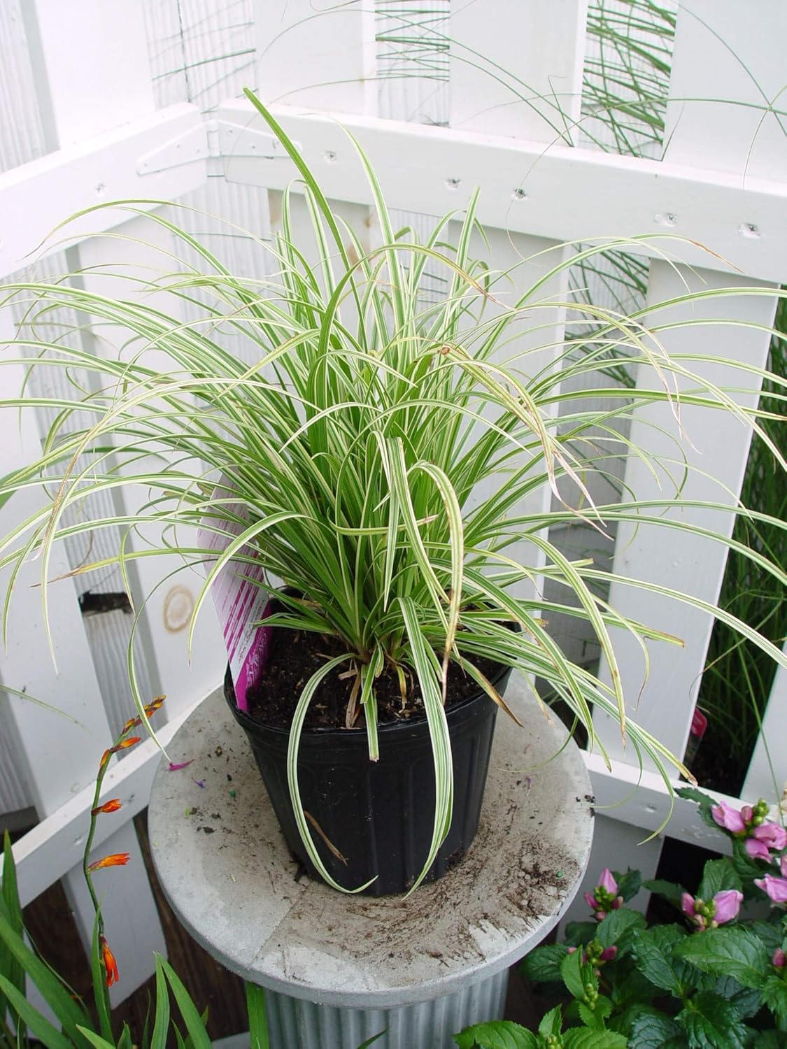Amazon.com: CAREX MOROWII `SILVER SCEPTRE` (Silver Sceptre Sedge) Grass ...
