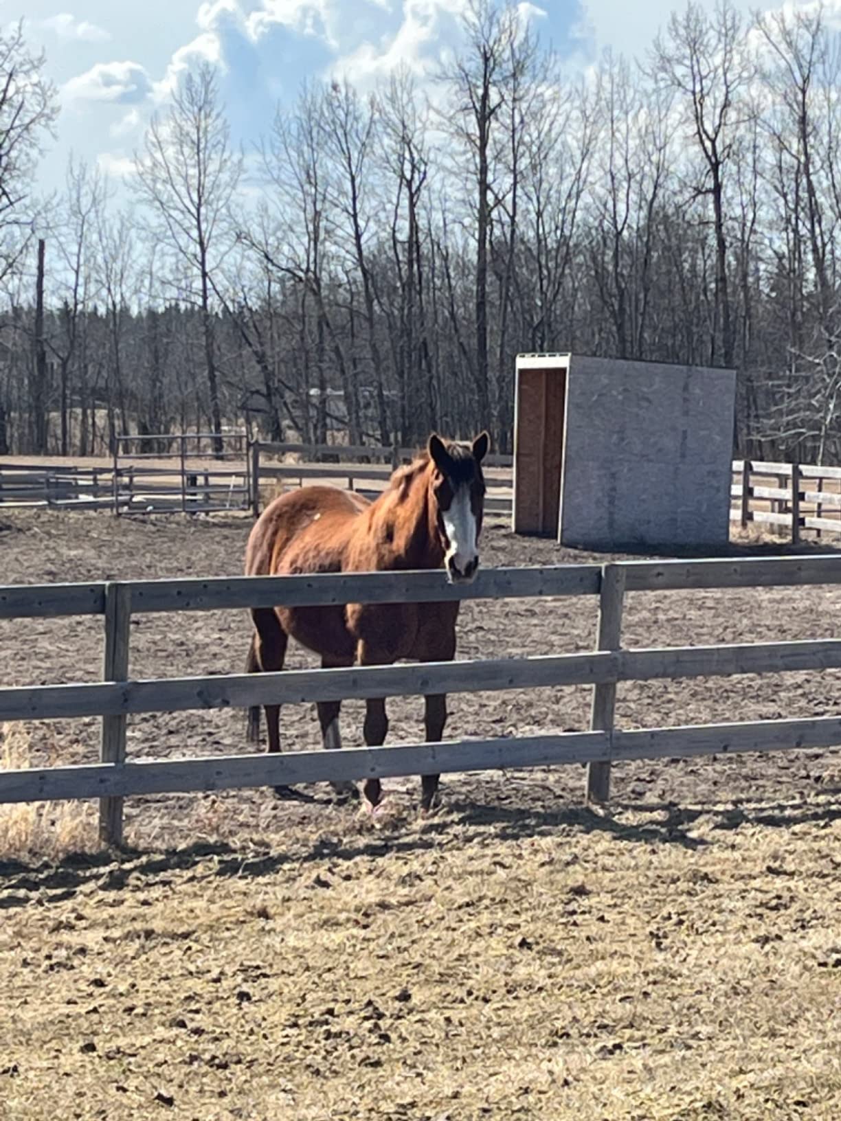 PURICA Recovery Extra Strength Extra Fort - Premium Equine Supplement ...