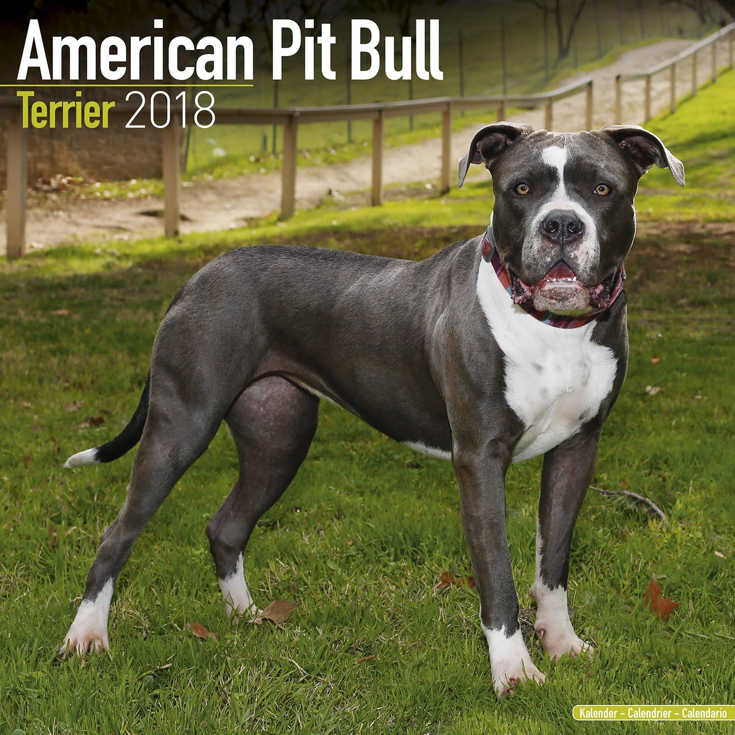 Amazon.com: American Pit Bull Terrier Calendar - Dog Breed Calendars ...