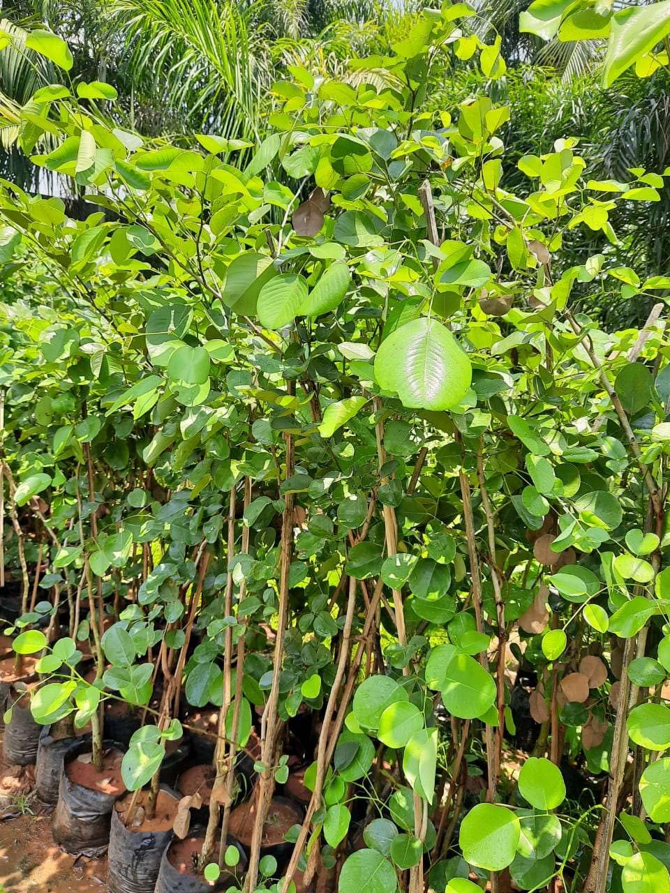 Red chandan tree live plant (Pack of 2) : Amazon.in: Garden & Outdoors