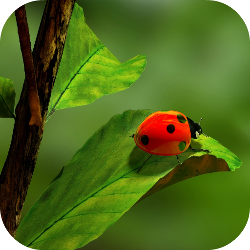 Ladybug Wallpapers - App on Amazon Appstore