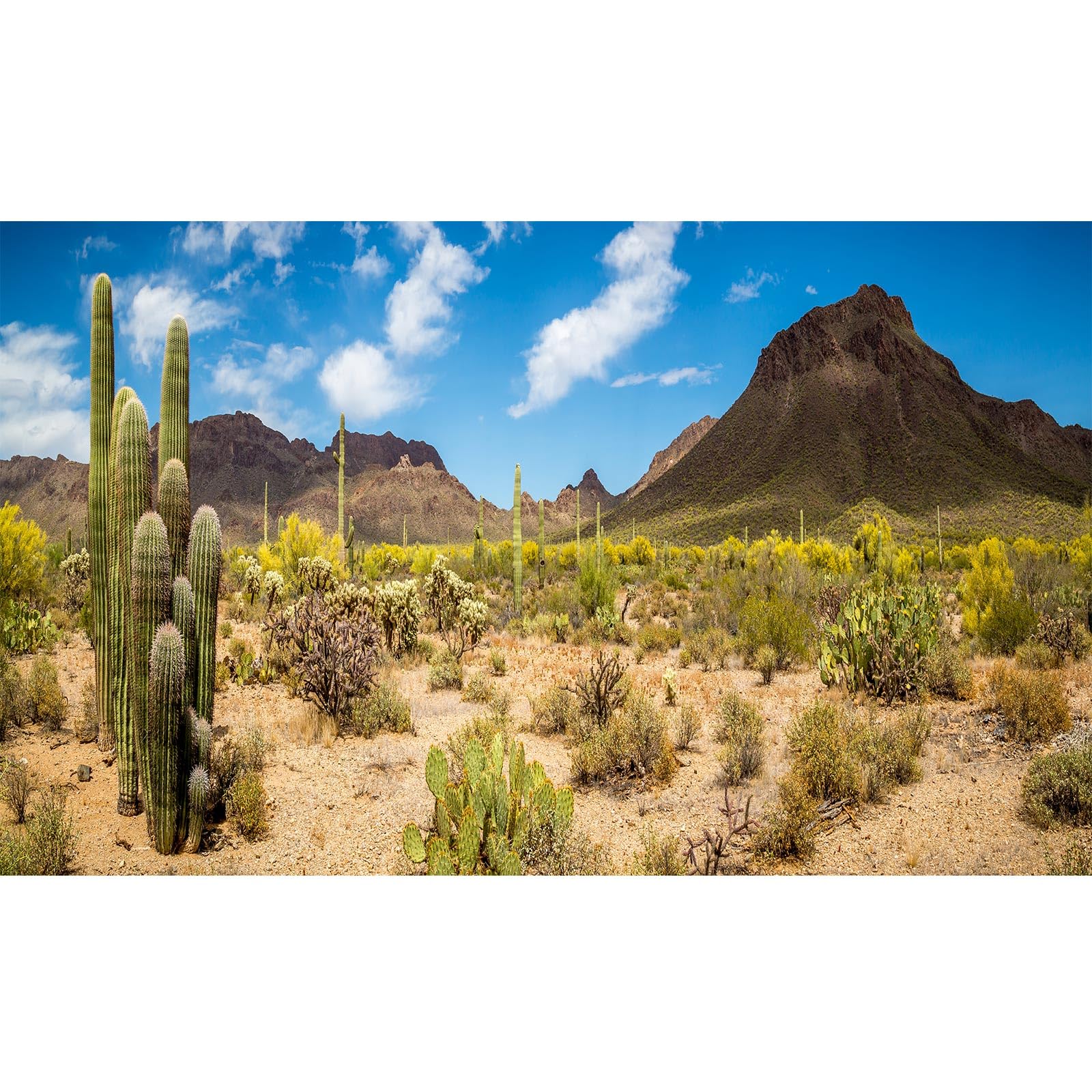 Snapklik.com : Desert Reptile Tank Background Saguaro Cacti Blue Sky ...