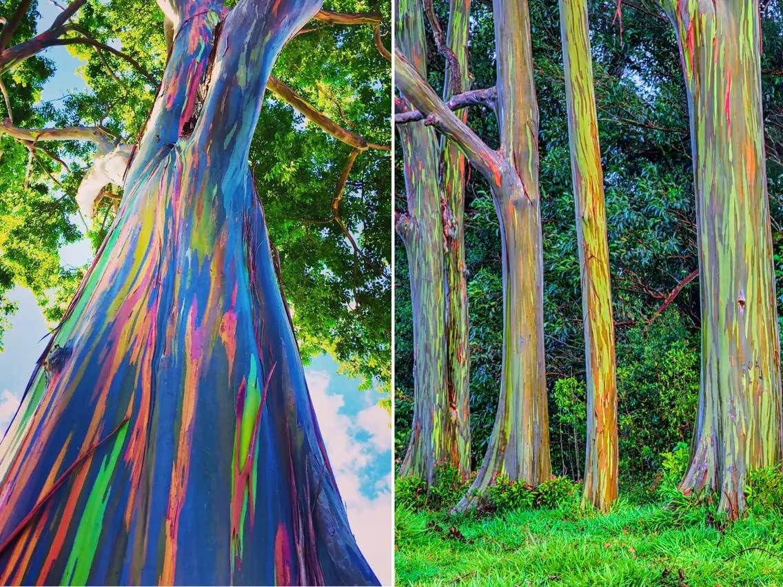 Amazon.com : Rainbow Eucalyptus Tree Seeds- 100 Seeds - Rainbow Gum ...