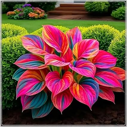 Midnight Blue Heart Hosta Bulbs: Rapid-Growing for Lush Garden Borders ...