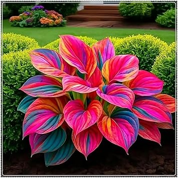 Midnight Blue Heart Hosta Bulbs: Rapid-Growing for Lush Garden Borders ...