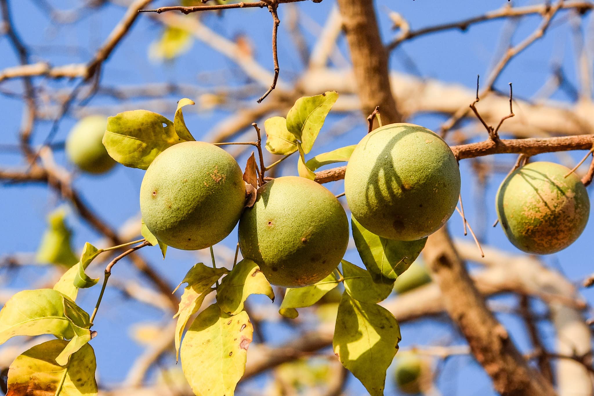 Wood Apple Fruit