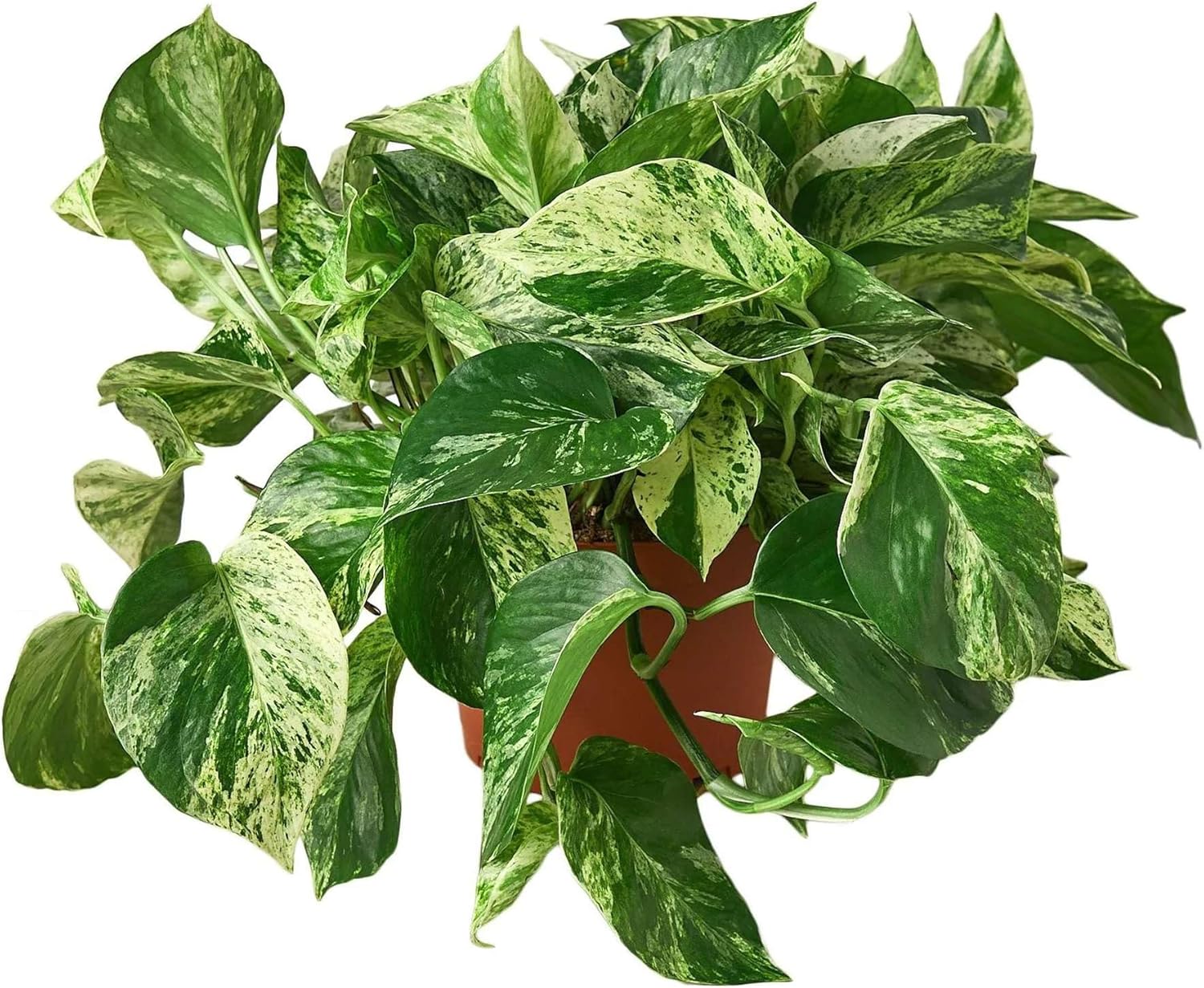 Amazon.com: Pothos Marble Queen Live Plant for Indoor | Different ...