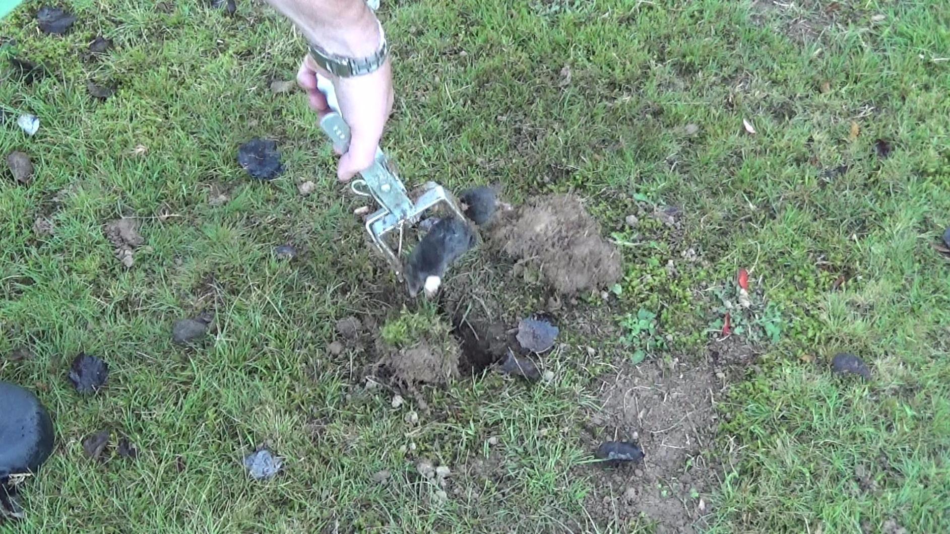 The Big Cheese Mole Tunnel Trap - Traditional Two-Way Trap Design ...