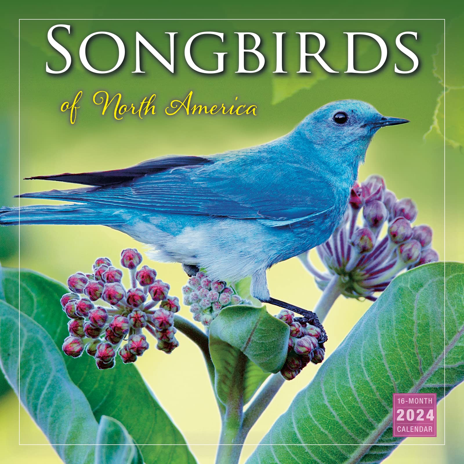 Amazon.com: Songbirds of North America 2024 Wall Calendar, 16-Month ...