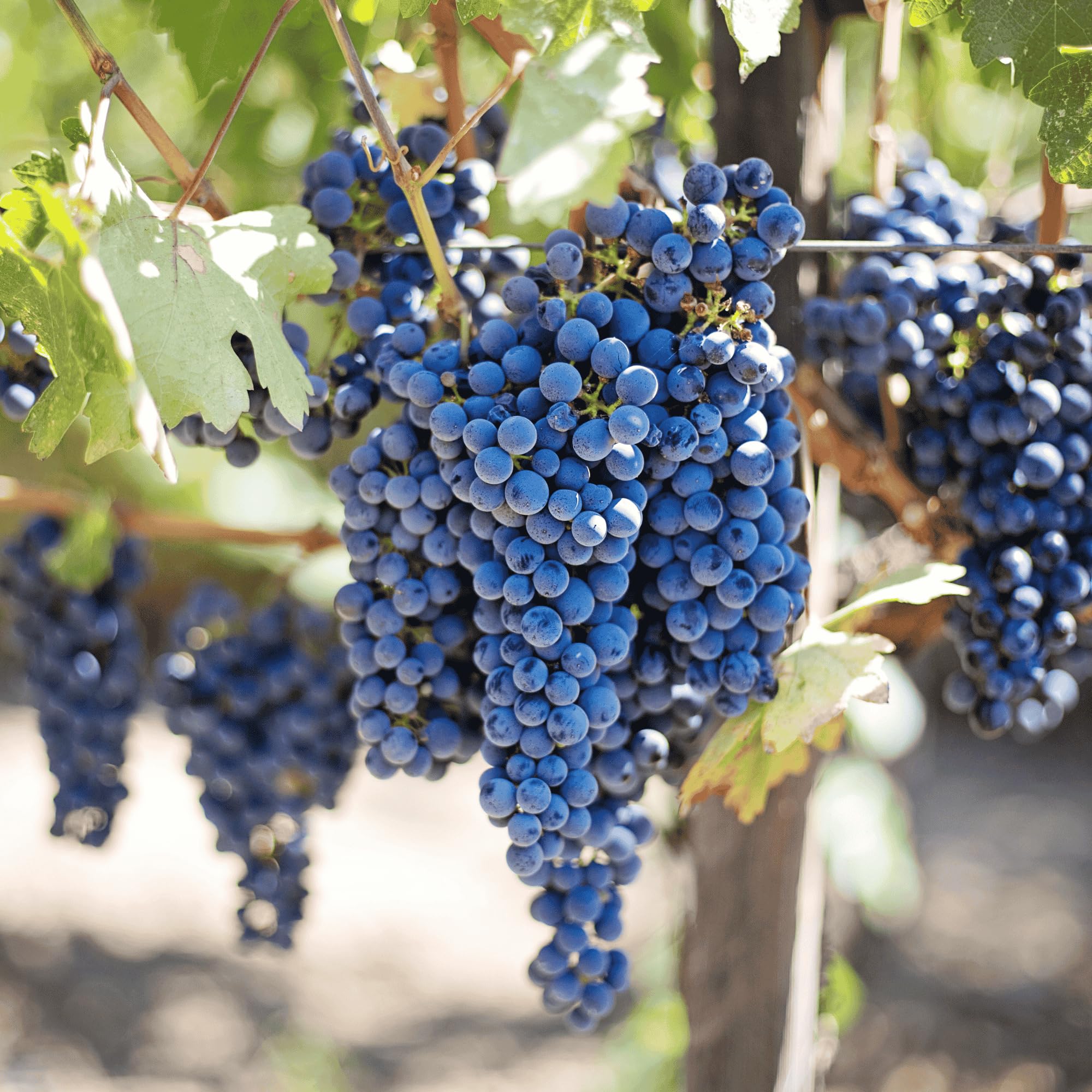 5 Best Bare Root Grape Vines | Skip the Dead Sticks