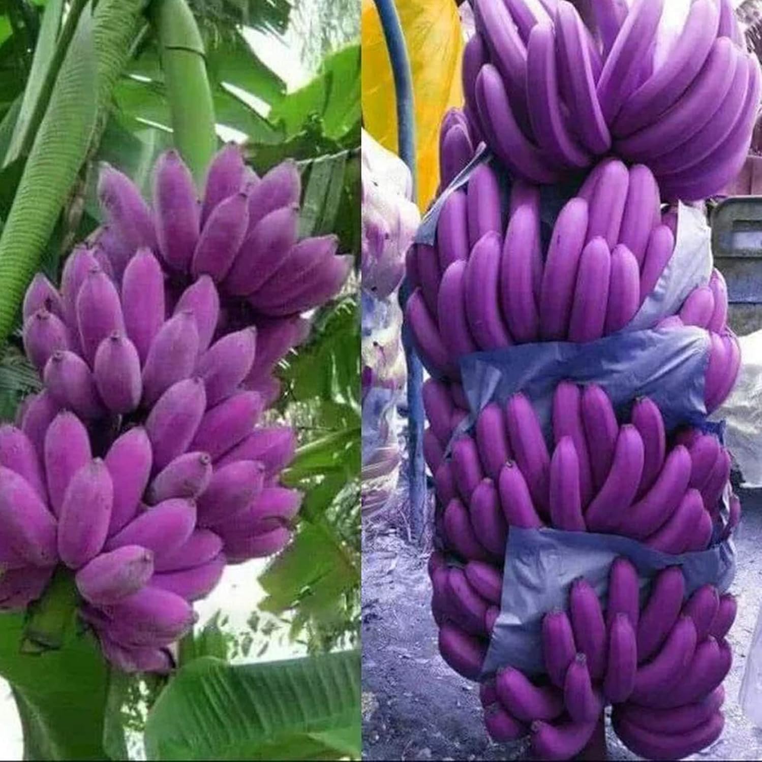 Amazon.com : CHUXAY GARDEN Purple Banana Fruit Seed 100 Seeds Exotic ...