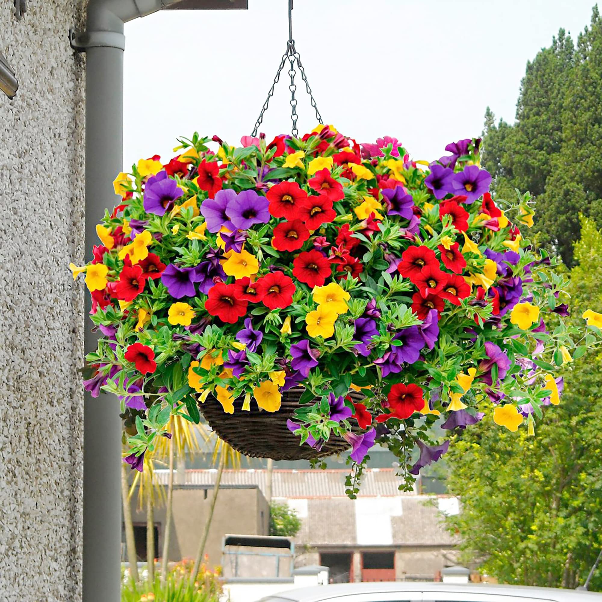 Amazon.com : Calibrachoa Seeds Perennial Annual Attracts Butterflies ...