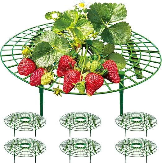Amazon.com : 6 Pack Strawberry Supports,strawberry holder plants live ...