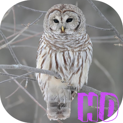 HD animal wallpapers - App on Amazon Appstore