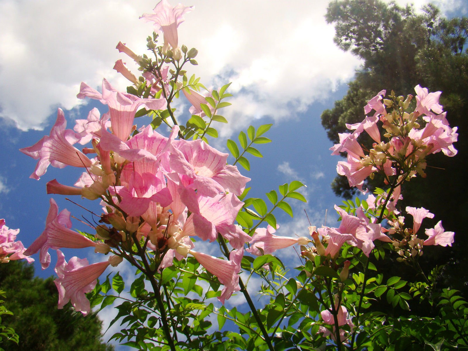 Buy Queen of Sheba or Pink Trumpet Vine, PODRAENA RICASOLIANA ...