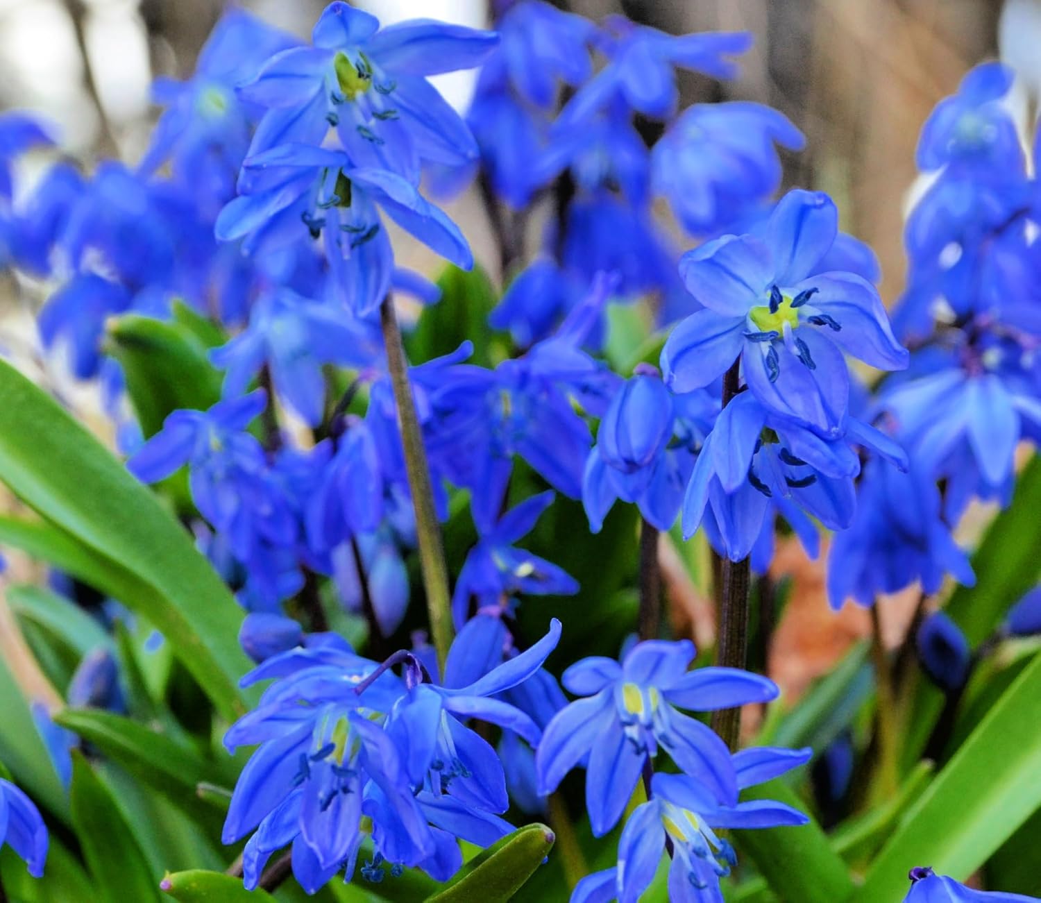 Amazon.com : Siberian Blue Squill Flower Bulbs for Planting (20 Bulbs ...