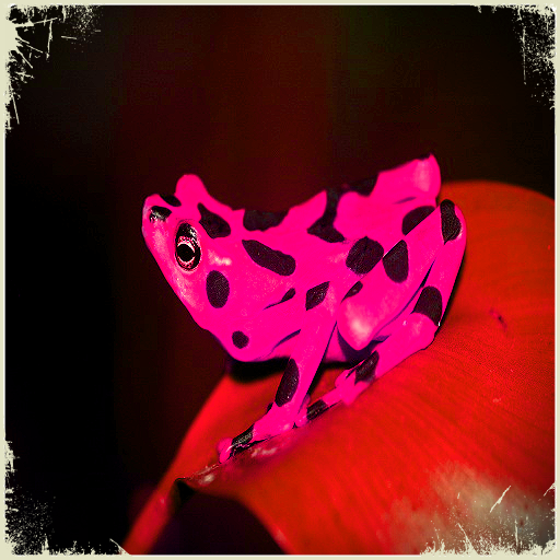 Frog Game - App on Amazon Appstore