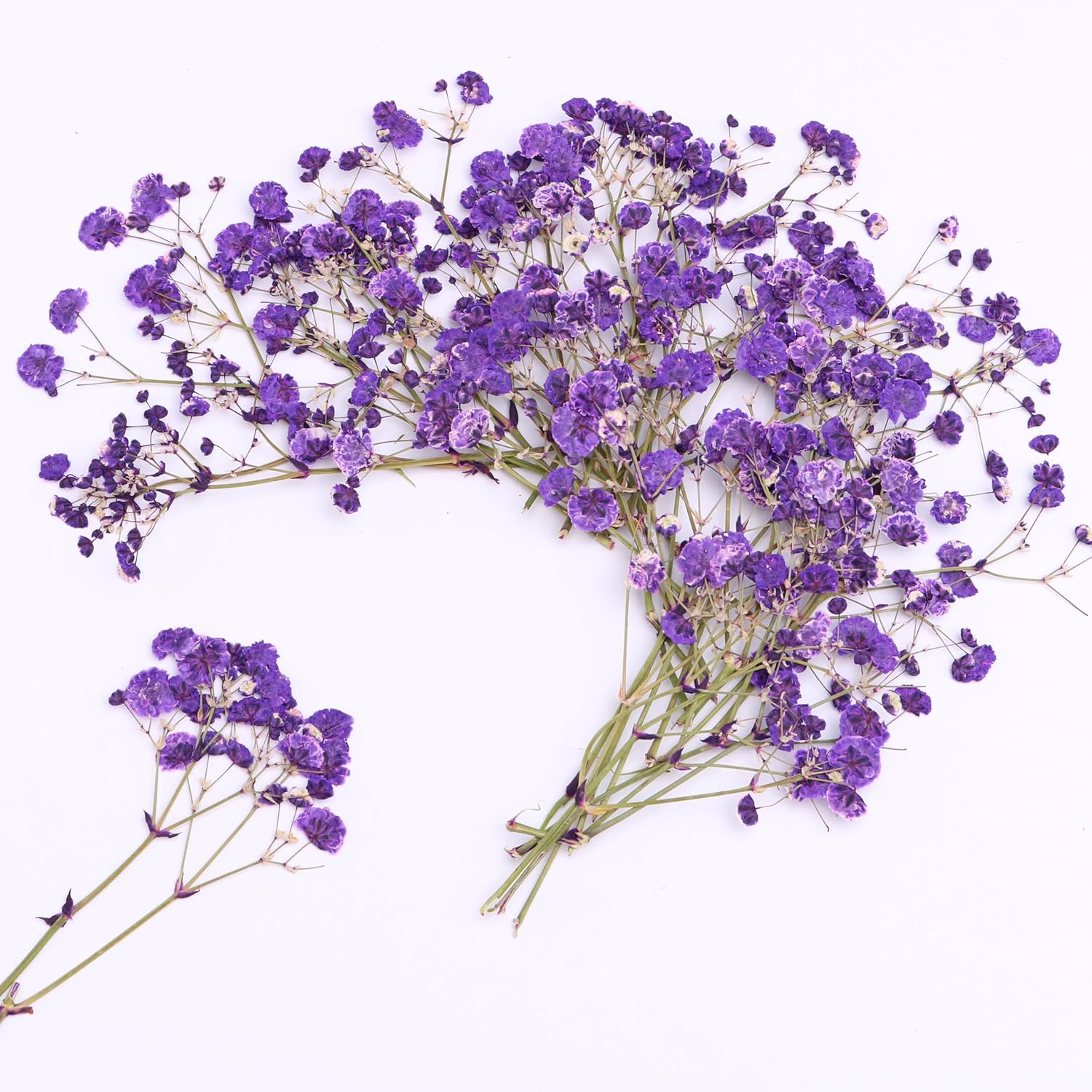 Amazon.com: LYFORTZY 30 Branches Purple Pressed Flowers Bulk Dried ...