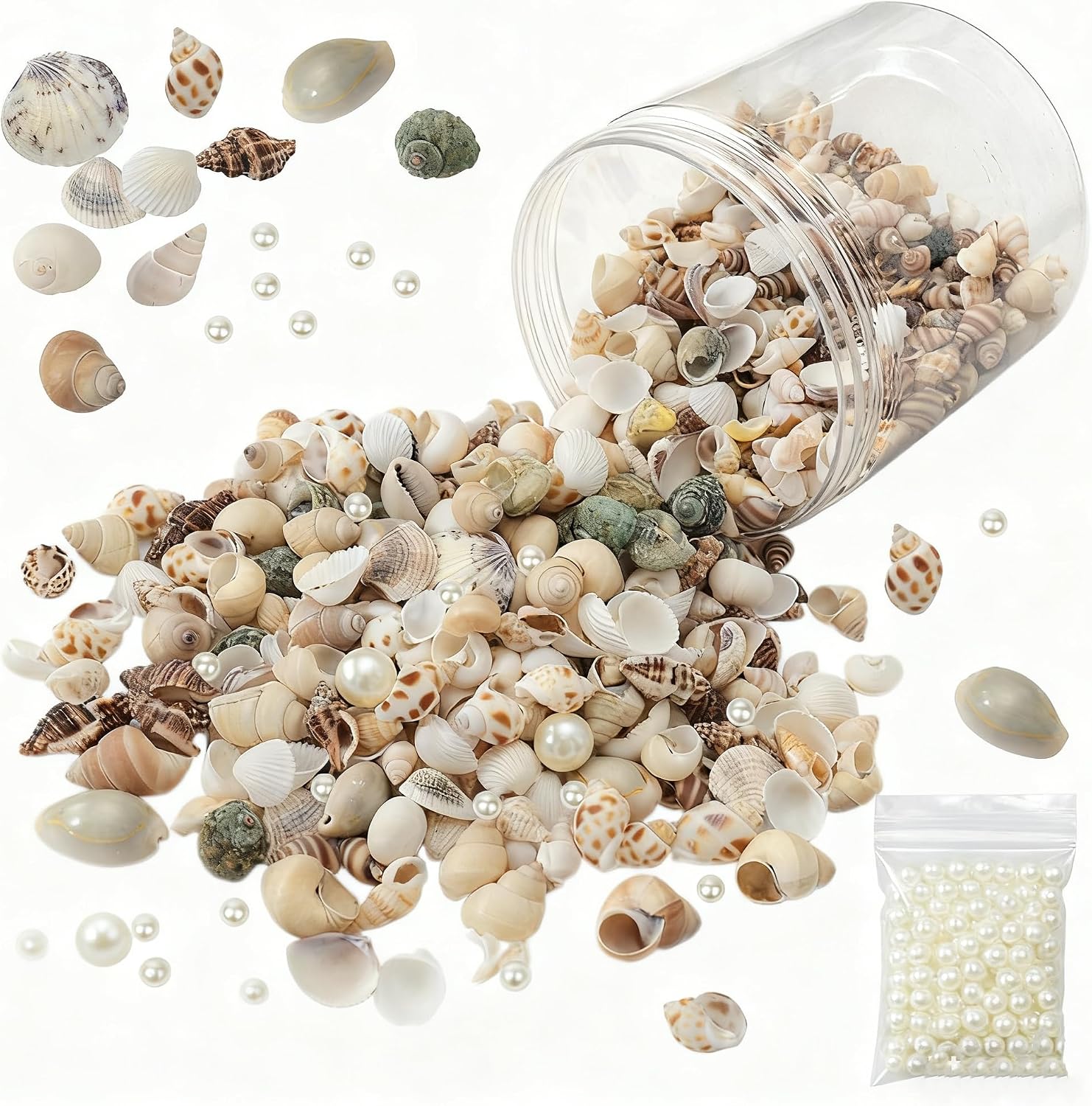 Amazon.com: JSPYFITS 1500 PCS Sea Shells Small Mixed Beach Snail ...