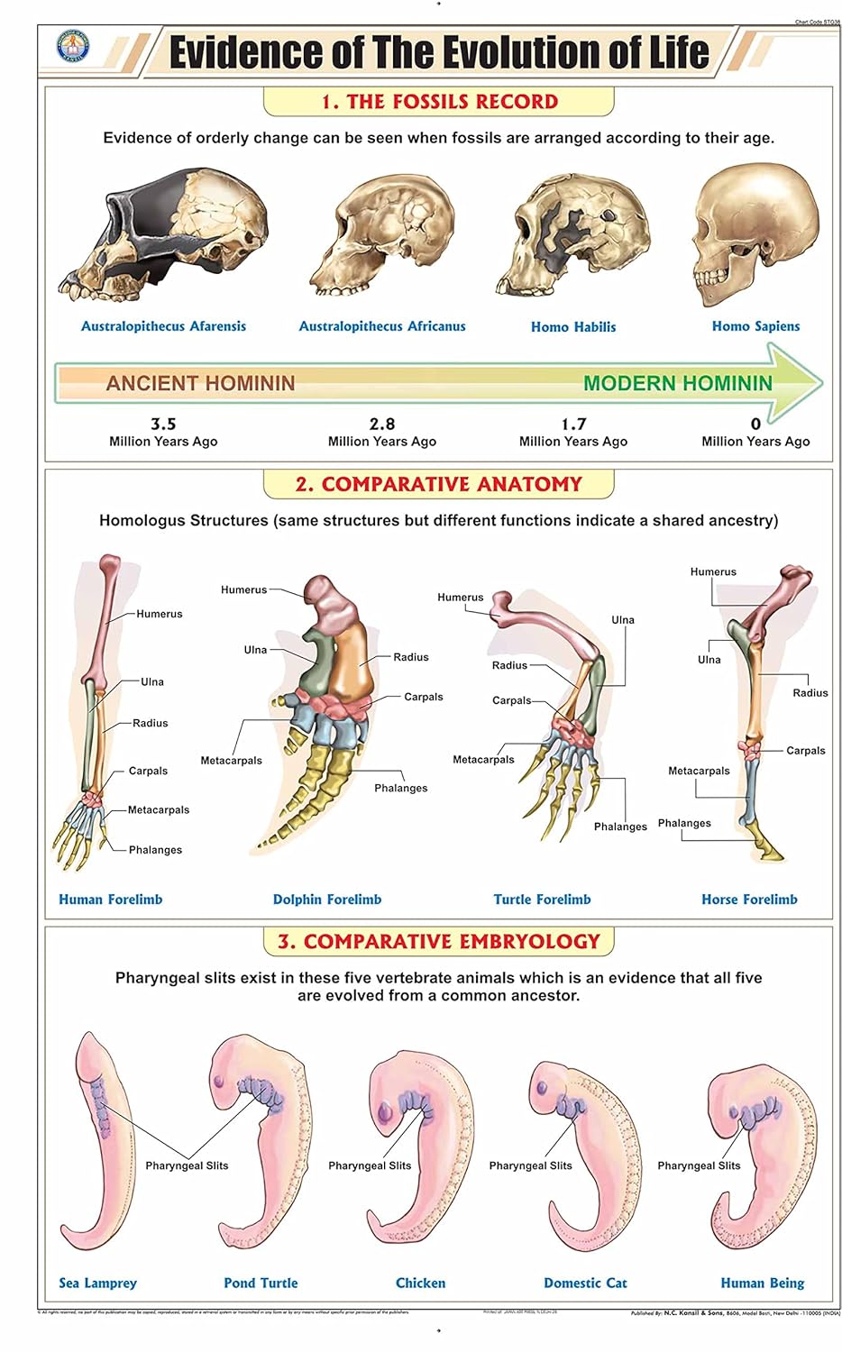 Buy STG38 | TeachingNest | Evidence of the Evolution of Life Chart ...